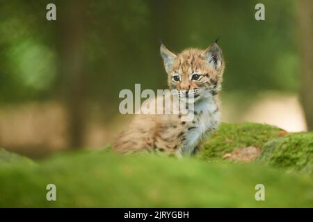 Eurasischer Luchs (Lynx Luchs) Junge Wasser, Bayern, Deutschland ...