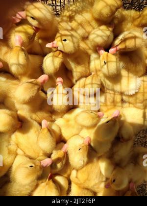 Nahaufnahme kleiner gelber Entenküken in einem weißen Korb. Ein kleiner ...