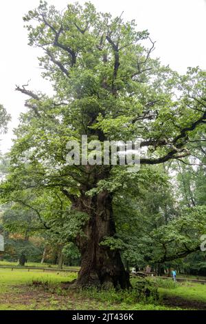 Eichen von Ivenack, ältesten Eichen in Ivenack bei Stavenhagen ...