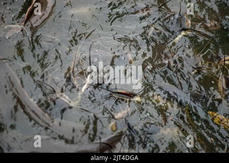 Wels wachsen in Hülle und Fülle und verursachen wirtschaftliche ...