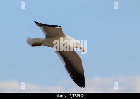 Möwen am Strand von Grumari, einem der wildesten und schönsten Strände ...
