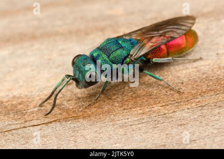 Eine spektakuläre metallische (parasitäre) Wespe mit dem Schwanzwespen ...