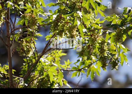 Grüne, unreife, trichomatische, indehiscent samara-Frucht des Bigleaf ...