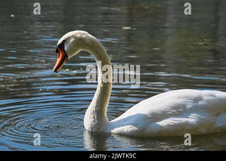 Ein anmutiger weißer Schwan, der auf einem See mit dunklem Wasser ...