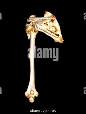 Röntgenaufnahme des Humerus Oberarm Knochen einer Katze, die durch ...