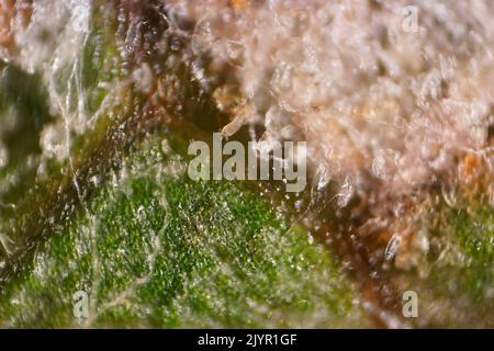 Colomerus vitis (Pagenstecher, 1857) Eine Art der Familie Eriophyidae ...