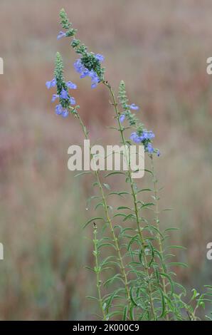 Azure Blue Salbei (Salvia azurea) ist eine Laubblume, die auf ...