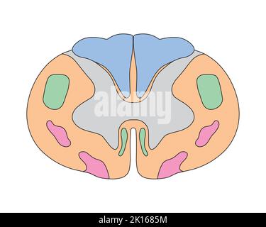Wissenschaftliche Gestaltung der Anatomie des Rückenmarks. Zervikale ...