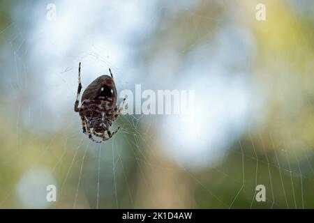Die Orbweberspinne der Hentz-Weibchen steht im Spätsommer auf dem Kopf ...