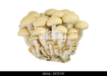 Der Buchenpilz, Hypsizygus tesulatus, ist ein essbarer Pilz aus ...