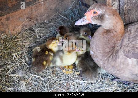 Muscovy duck Mutter mit Küken. Moschus Ente. Die Wartung von Moschus ...