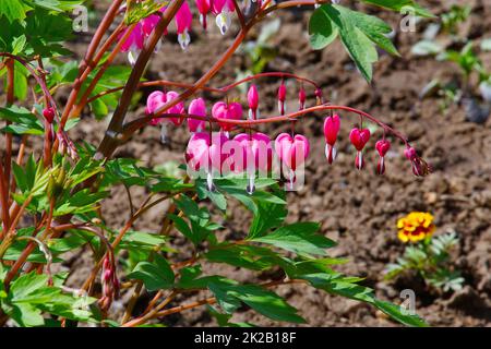 Die Blume des Dicenter ist herrlich oder die Blume des gebrochenen ...