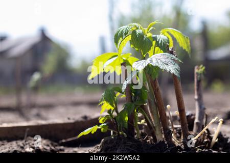 Kleiner junger Himbeerstrauch im Boden. Gartenkonzept. Himbeerkeimlinge ...