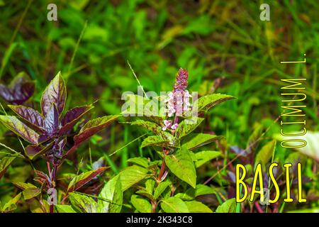 Blühender Busch von duftendem Basilikum Ocimum basilicum L im Garten ...