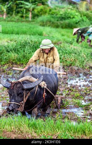 Bauer mit Wasserbüffel, der Pflug durch Reisfelder zieht, ländliches ...