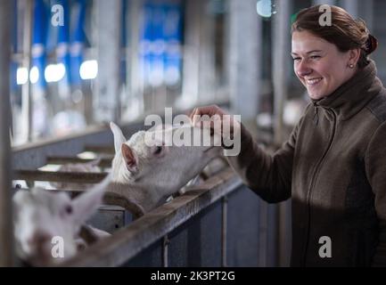 Glasin, Deutschland. 22. September 2022. Ziegen warten vor dem neu ...