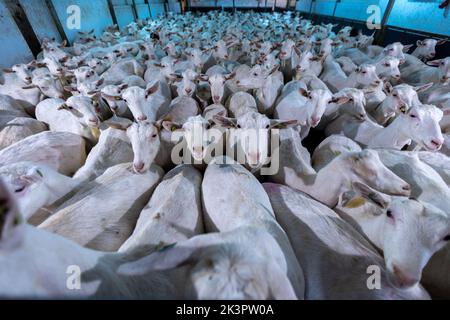 Glasin, Deutschland. 22. September 2022. Ziegen warten vor dem neu ...