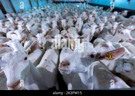 Glasin, Deutschland. 22. September 2022. Ziegen warten vor dem neu ...