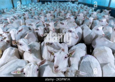 Glasin, Deutschland. 22. September 2022. Jarek Bilda melkt die Ziegen ...