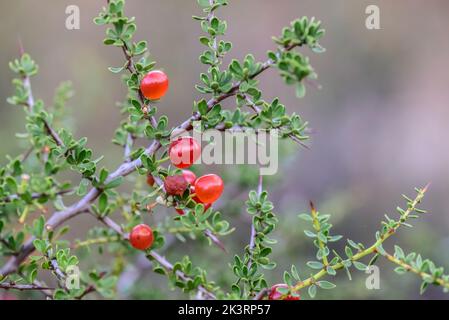 Wildfrüchte in Calden Forest environement, Piquillin, Condalia ...