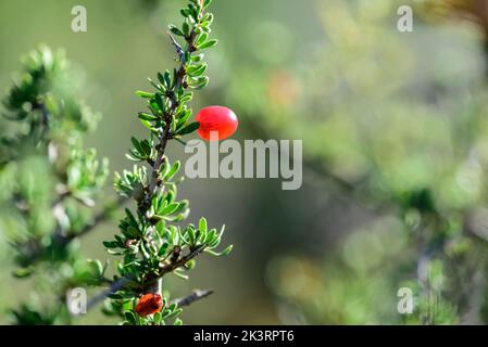 Wildfrüchte in Calden Forest environement, Piquillin, Condalia ...