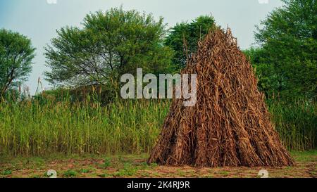 Stroh aus der Perlenhirse. Nach der Ernte werden die Bauern ihn als ...