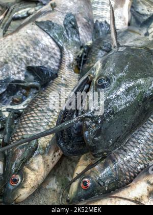 Wallago Attu Süßwasserhai-Welse in der Hand, Fische mit scharfen Zähnen ...
