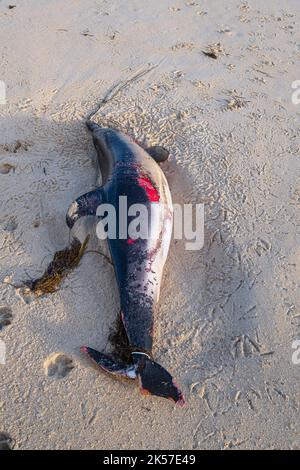 Frankreich, Finistere, Audierne Bay, Plouhinec, stürmischer Himmel am ...
