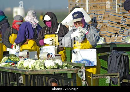 Blumenkohl-Ernte in Zentralkalifornien von lateinamerikanischen ...