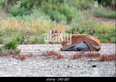 Nahaufnahme von Baby-Saiga-Antilope oder Saiga tatarica-Spaziergängen ...