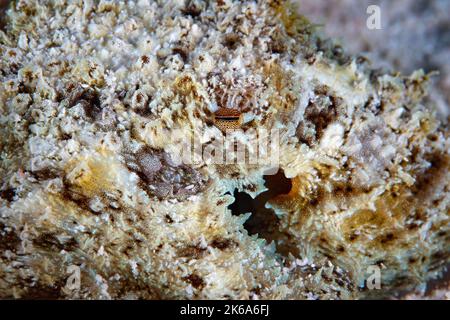 Ein kleiner, gut getarnter Oktopus, Amphiocrake mototi, versteckt sich ...
