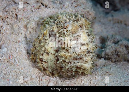 Ein kleiner, gut getarnter Oktopus, Amphiocrake mototi, versteckt sich ...