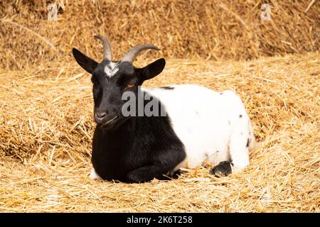Karpatenziege sitzt auf Heu in den Bergen in der Ukraine, die Ziege ist ...
