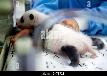 Ein Baby Panda in Pairi Daiza (ehemals Paradisio) ist ein privater Zoo ...