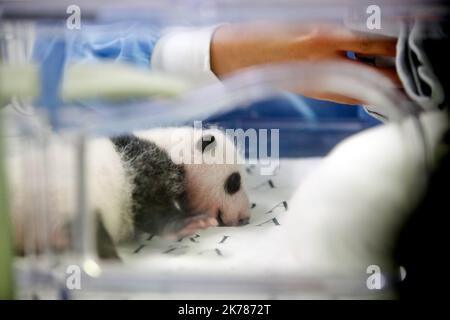 Ein Baby Panda in Pairi Daiza (ehemals Paradisio) ist ein privater Zoo ...