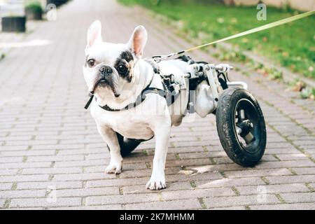 Gelähmter Hund im Radwagen. Hund mit Behinderung auf einem Spaziergang ...