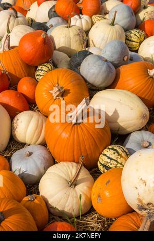 Kürbis Zeit auf Sunnyfields Farm in Totton, Hampshire UK im Oktober als ...