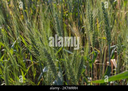 Getreidekäfer Schädlinge Pflanzen zerstört die Ohren von Weizen, Gerste ...