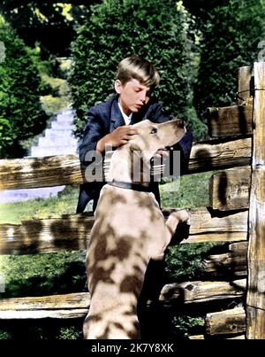 Die unglaubliche Reise (1963) FLETCHER MARKLE (DIR Stockfotografie - Alamy