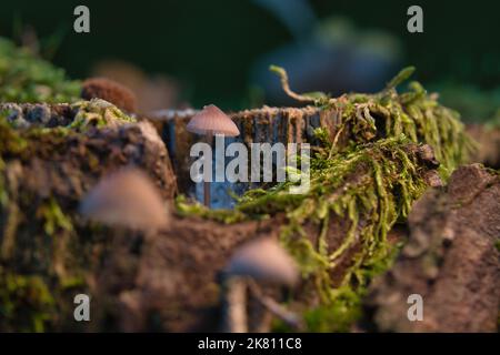 Ein filigraner kleiner Pilz in einer Baumwurzel, mit Lichtfleck im Wald ...