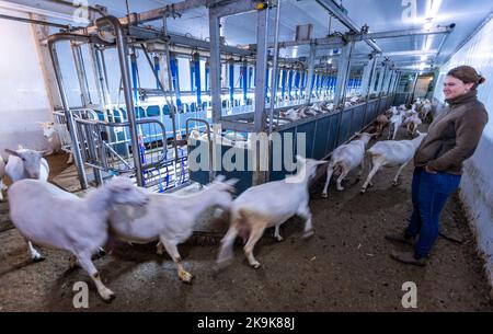Glasin, Deutschland. 22. September 2022. Ziegen warten vor dem neu ...