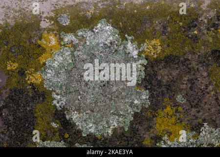 Mauerflechte, Mauer-Flechte, Gewöhnliche Mauerflechte, Lecanora muralis ...