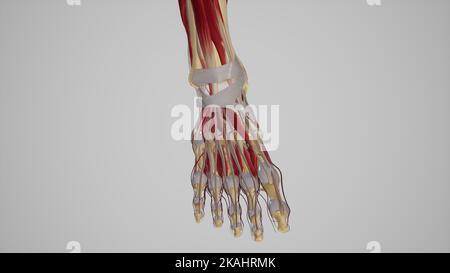 Menschlicher Fuß Ligament (minderwertige Beinstrecker Retinaculum ...