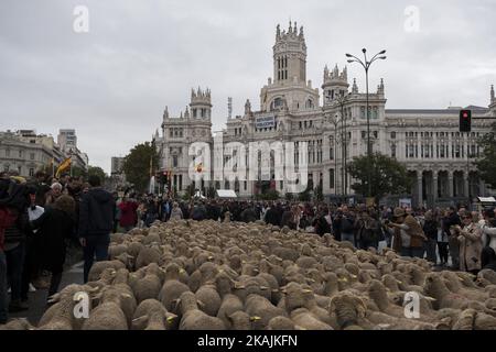 Zweitausend Schafe werden durch das Stadtzentrum mustert, um die ...