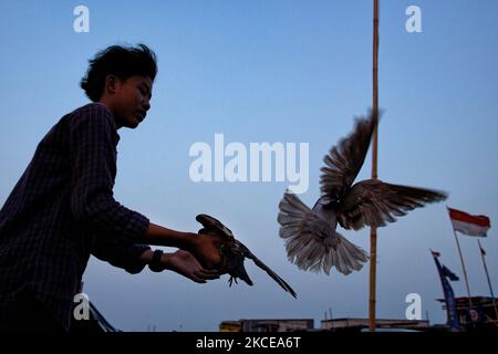 Ein Taubenliebhaber trainiert seine Renntauben am 6. August 2020 in ...