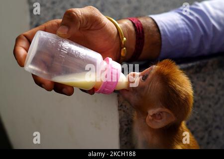 Ein Säugling Affe Spielt Mit Snake Rescuer Vijay Yadav, Der Vor Kurzem ...