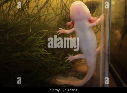Blick auf Salamander in einem Aquarium im Centro Ecoturístico ...