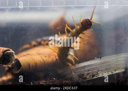 Scolopendra subspinipes japonica. Scolopendra ist mehrbeinig. Der Biss ist für den Menschen ...