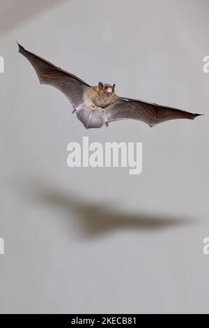 Zwergfledermaus (Pipistrellus pipistrellus) im Flug aus dem Sommerrost ...