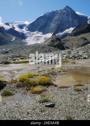 Wildblumen- und Landschaftsbilder aus dem Schweizer Wallier-Gebirge ...